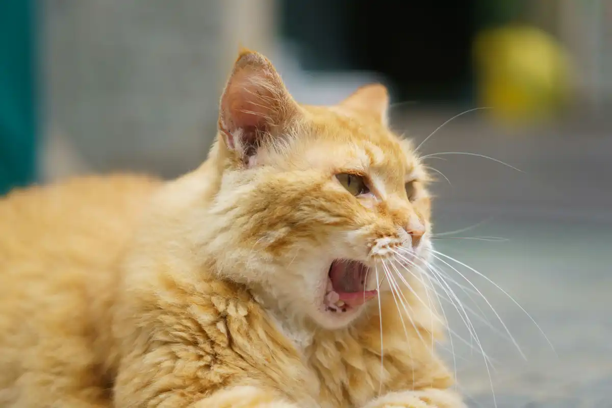 How to Take a Full Page Screenshot Without an Extension (3 Easy Methods ...